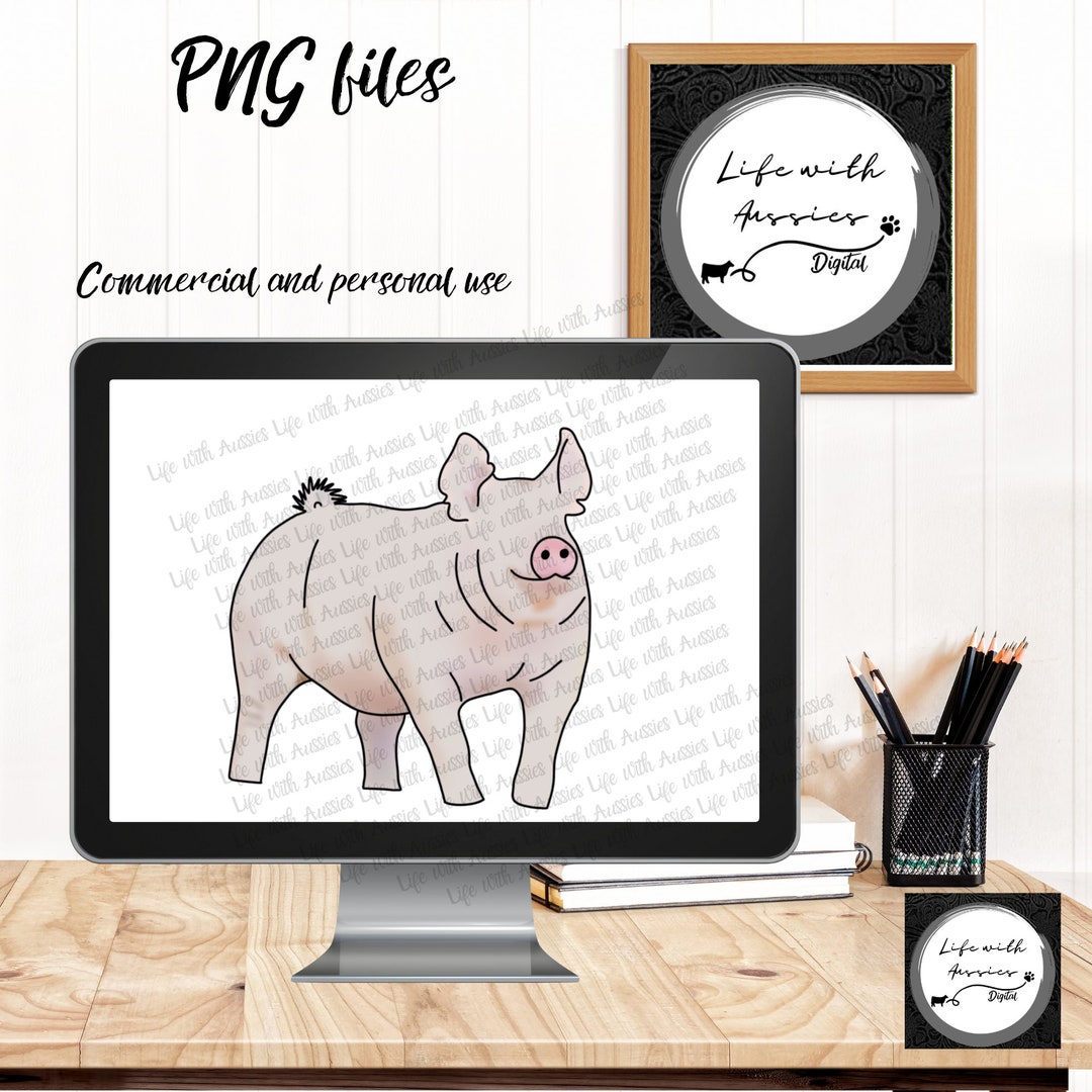 Yorkshire Pig, Show Pigs, Gilt, Barrow, Sow , Stock Show, Instant ...