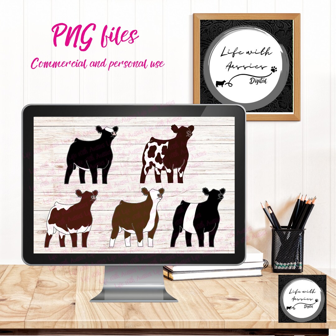 5 Front Faced Cow Bundle, Show Cattle, Heifer, Showing Livestock, Steer ...