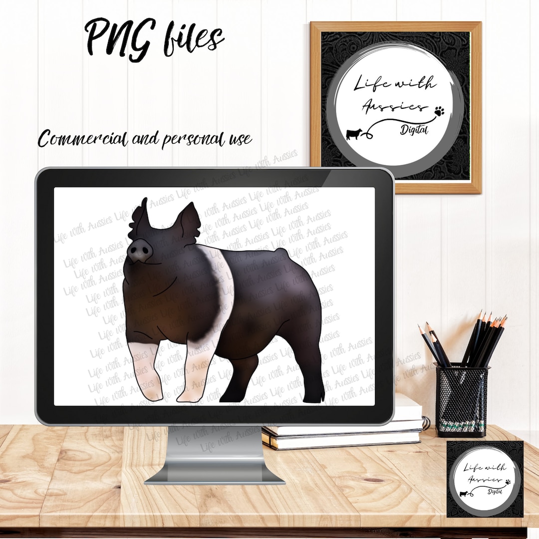 Hampshire Pig, Show Pigs, Gilt, Barrow, Sow , Stock Show, Instant ...