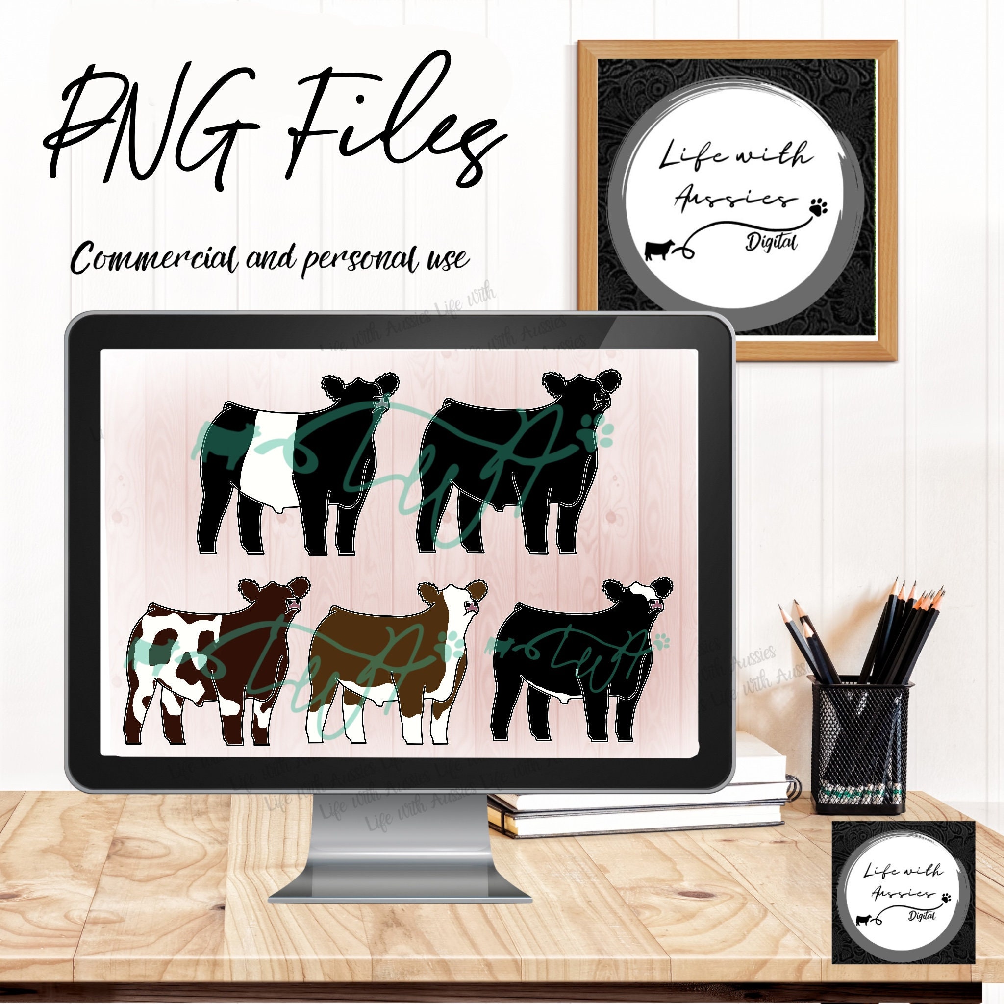 5 Front Faced Steer Bundle, Show Cattle, Commercial, Showing Livestock ...