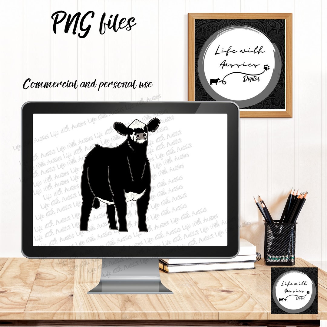 Front Faced Baldy Cow, Show Cattle, Heifer, Showing Livestock, Steer ...