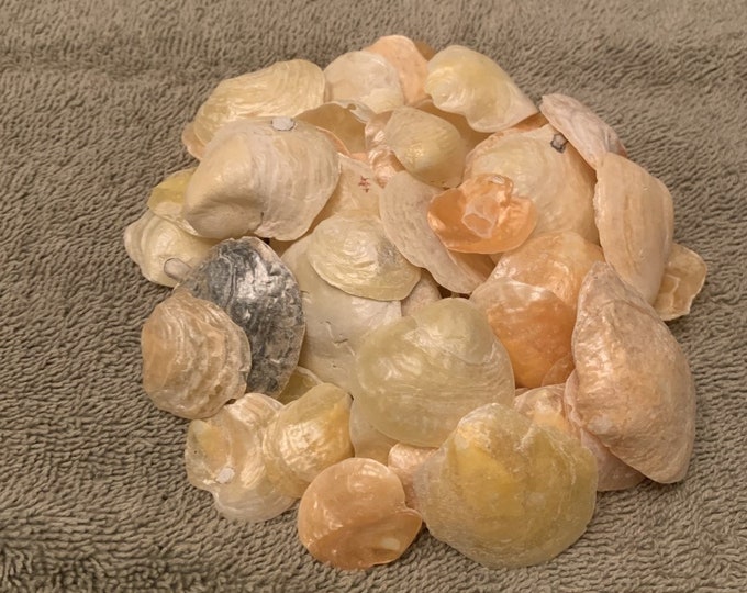 50 Assorted Jingle Shells From Cape Cod Beaches - Etsy