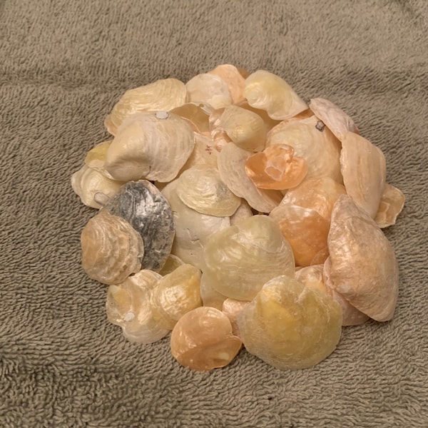 Cape Cod Shells - Etsy