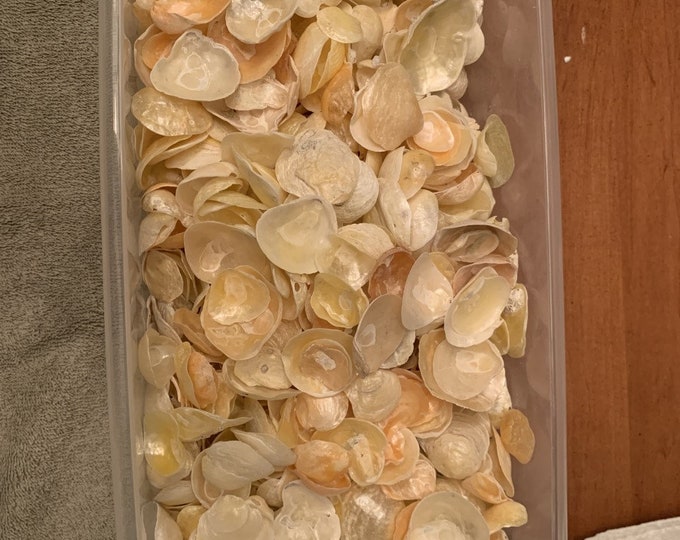 50 Assorted Jingle Shells From Cape Cod Beaches - Etsy
