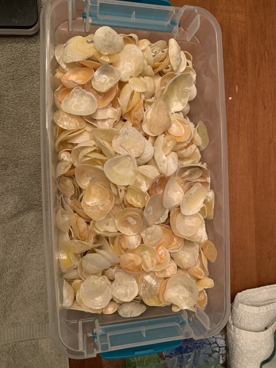 50 Assorted Jingle Shells From Cape Cod Beaches - Etsy