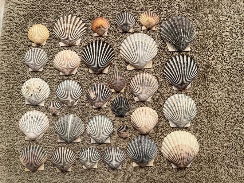 25 Assorted 2 and Under Cape Cod Scallop Shells All - Etsy