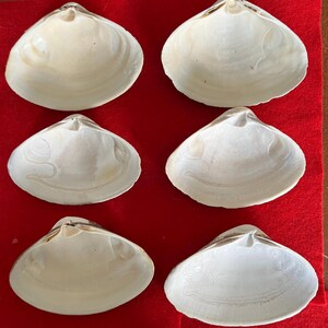 Sea Clam Shells-medium (6) - Etsy