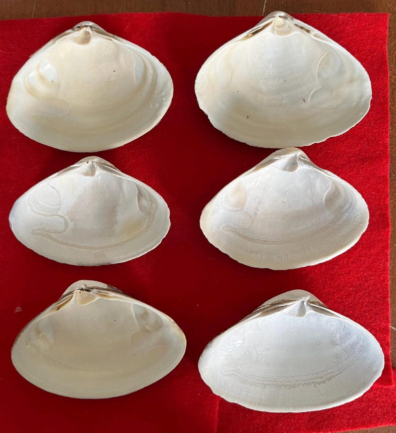 Sea Clam Shells-medium (6) - Etsy