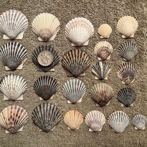 25 Assorted (2" and Under) Cape Cod Scallop Shells All Natural - Etsy