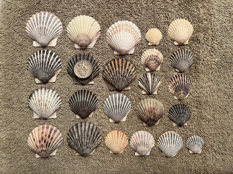 25 Assorted 2 and Under Cape Cod Scallop Shells All - Etsy