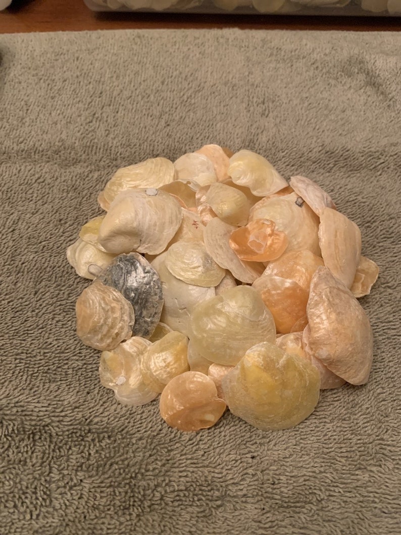 50 Assorted Jingle Shells From Cape Cod Beaches - Etsy