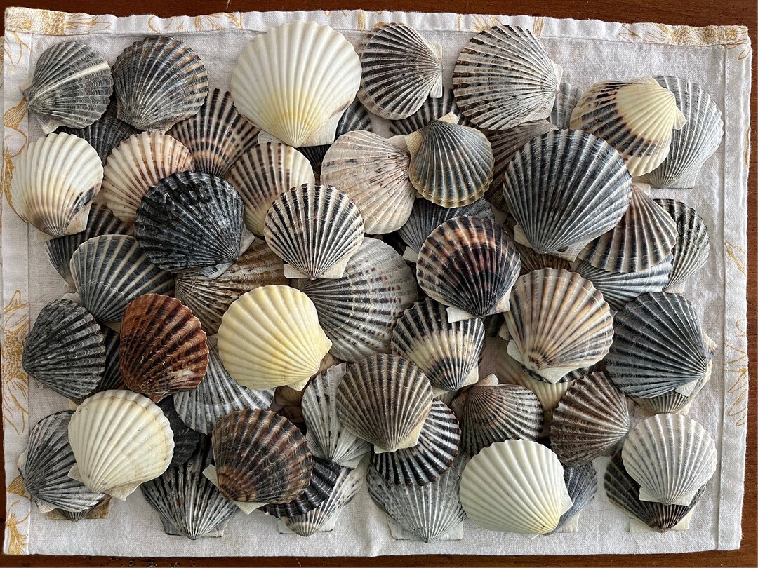 25 Assorted (2-3") All Natural Scallop Shells - Etsy