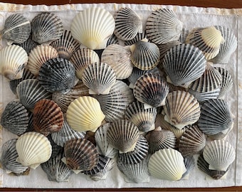 25 Assorted (2" and Under) Cape Cod Scallop Shells All Natural - Etsy