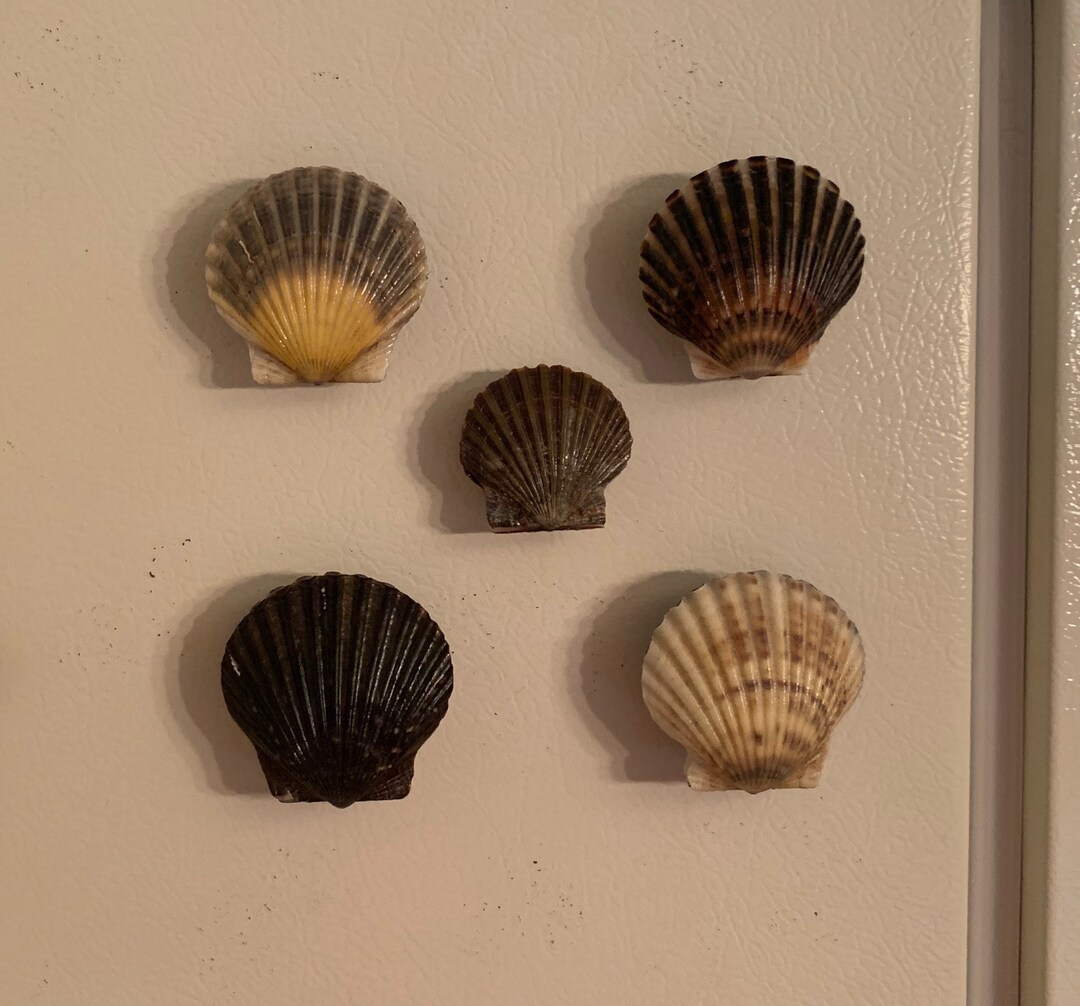 Cape Cod Scallop Magnets set of 5 - Etsy