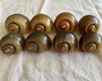 Apple Snail Shells - Etsy