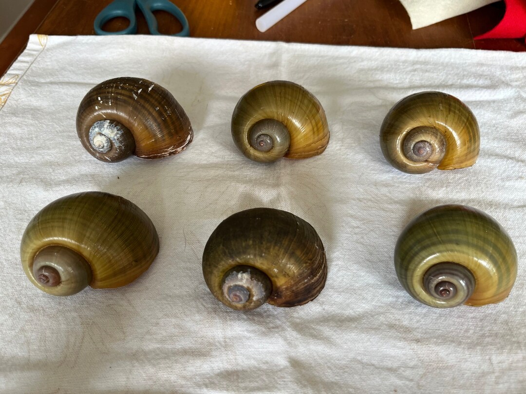 Apple Snail Shells - Etsy