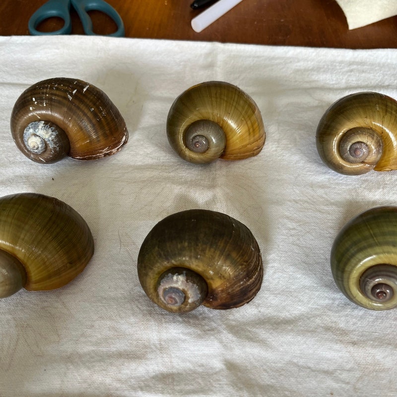 Apple Snail Shell - Etsy