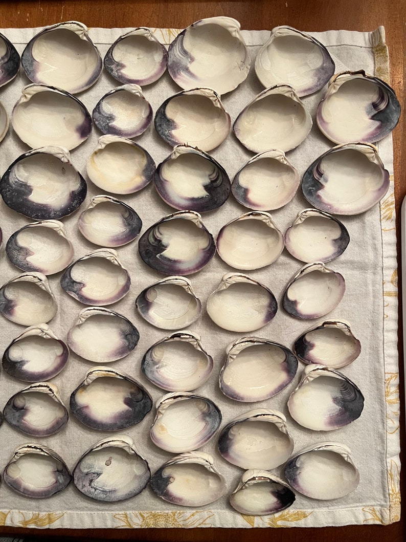 10 Wampum Shells (2-3" Wide) - Etsy