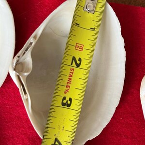 Sea Clam Shells-medium (6) - Etsy