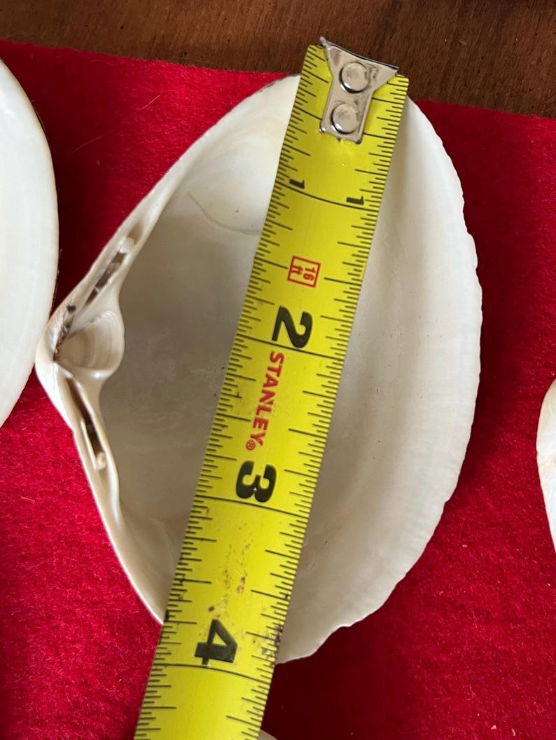 Sea Clam Shells-medium (6) - Etsy