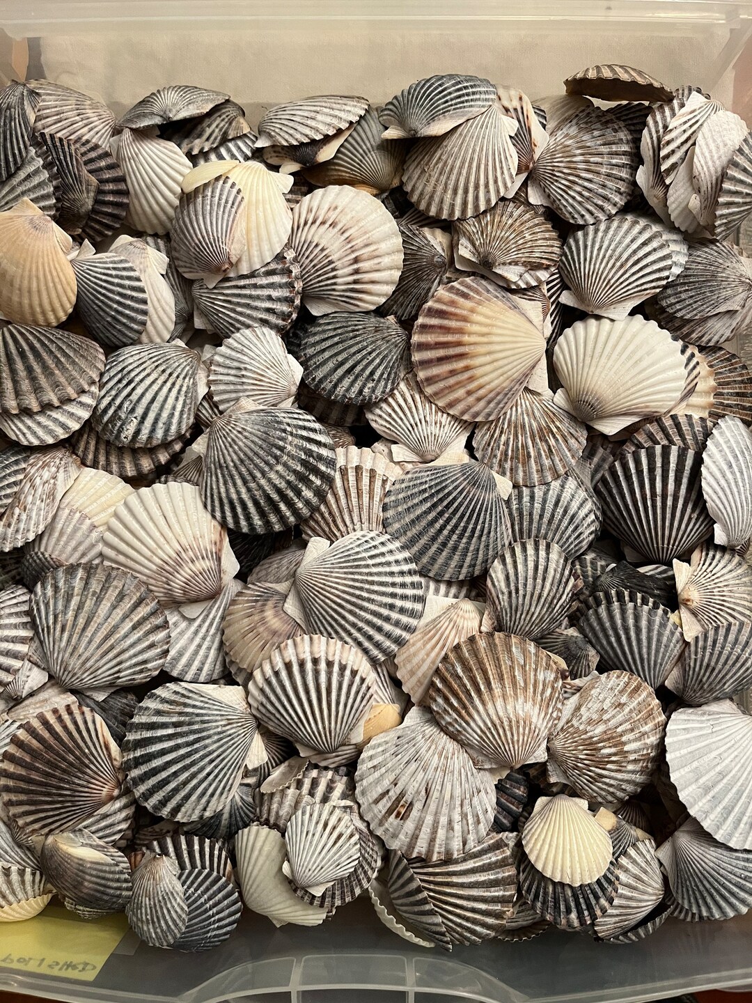 25 Assorted (2" and Under) Cape Cod Scallop Shells All Natural - Etsy