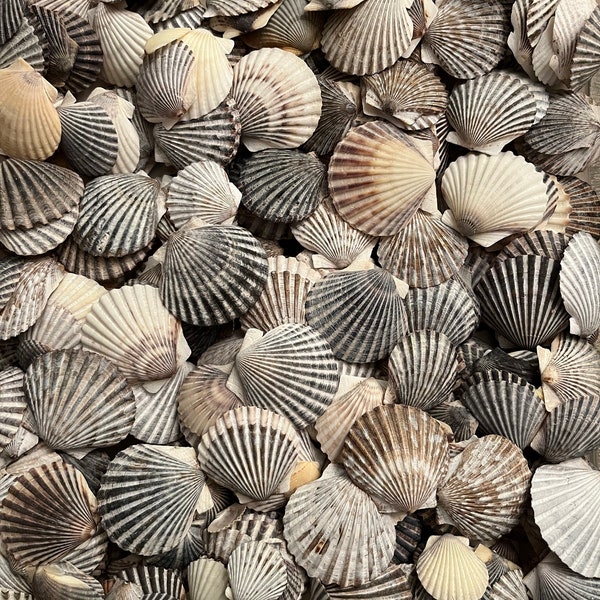 Assorted Seashells - Etsy