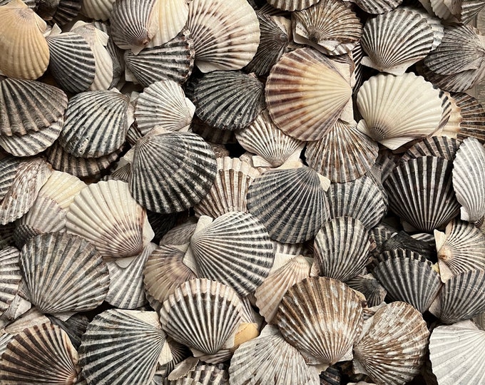 25 Assorted (2" and Under) Cape Cod Scallop Shells All Natural - Etsy