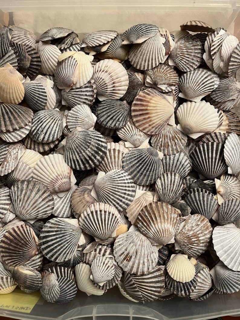 25 Assorted 2 and Under Cape Cod Scallop Shells All - Etsy