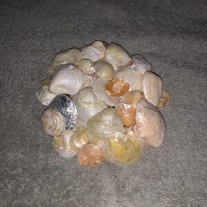 50 Assorted Jingle Shells From Cape Cod Beaches - Etsy