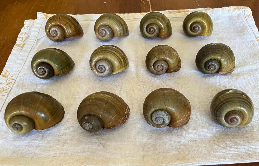 12 Apple Snail Shells - Etsy