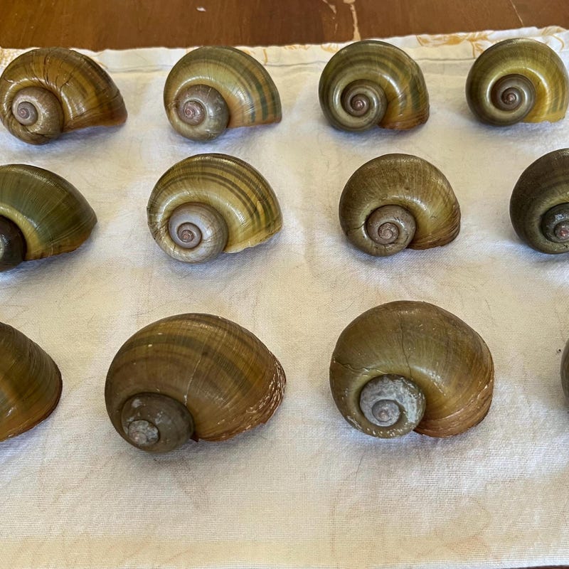 Apple Snail Shell - Etsy