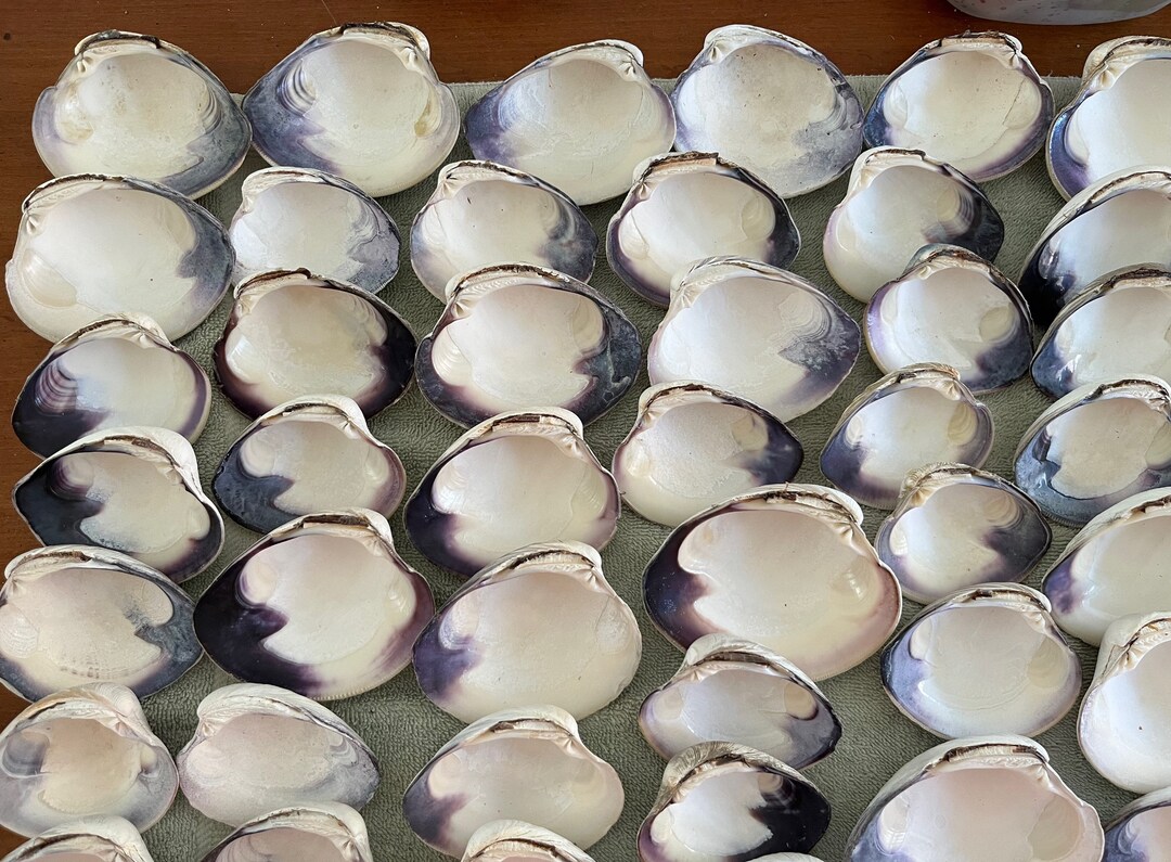 8 Wampum Shells 3-4 Wide - Etsy