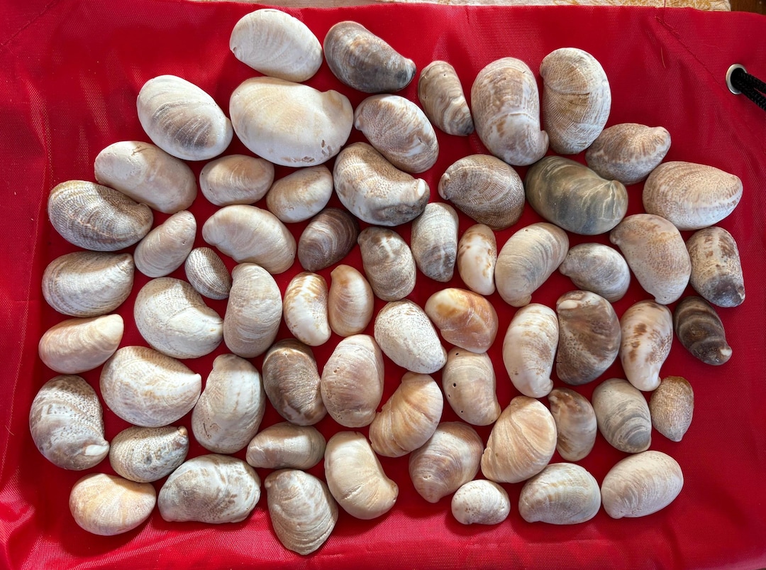 Lady Slipper Shells(50) - Etsy