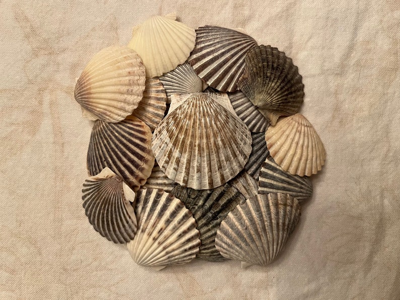 25 Assorted 2 and Under Cape Cod Scallop Shells All - Etsy