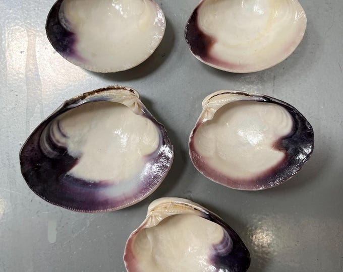 Scallop Shell Tree - Etsy