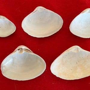 Small Sea Clam Shells (5) - Etsy