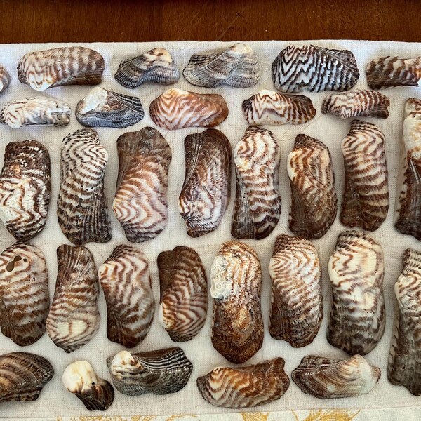 Turkey Wing Shells - Etsy