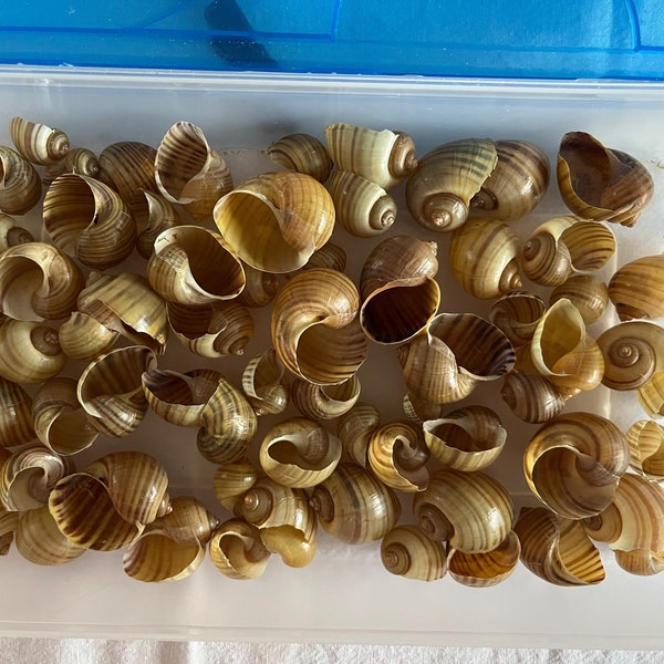 Apple Snail Shell - Etsy