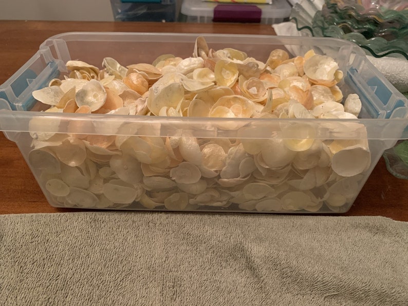 50 Assorted Jingle Shells From Cape Cod Beaches - Etsy