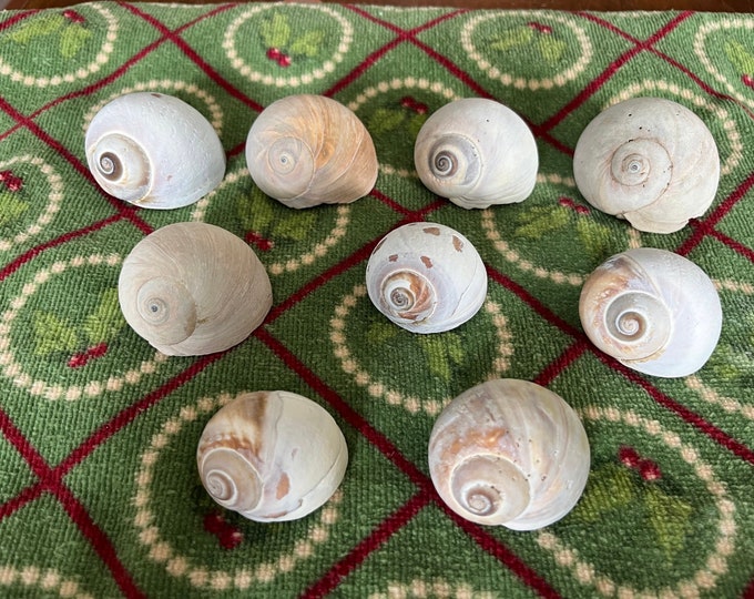Shark Eye Shell (9) - Etsy