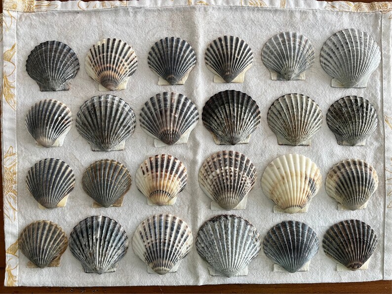 25 Assorted 2-3 All Natural Scallop Shells - Etsy