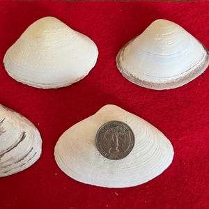 Small Sea Clam Shells (5) - Etsy