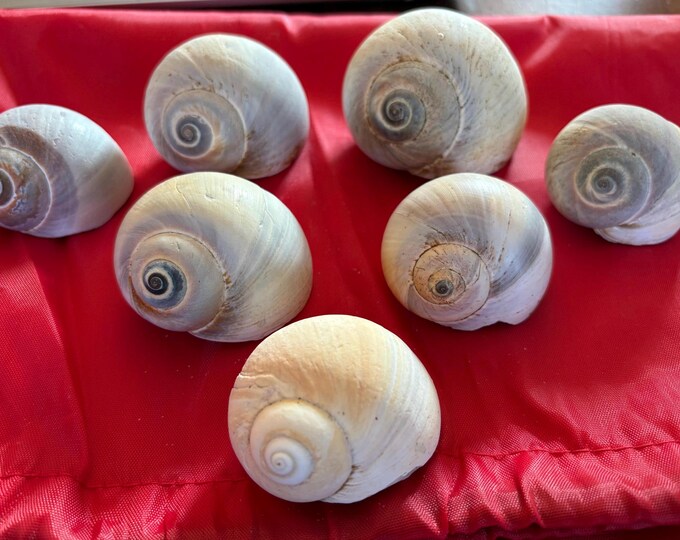 25 Assorted (2" and Under) Cape Cod Scallop Shells All Natural - Etsy