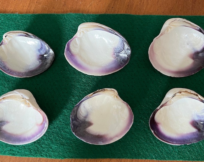 Scallop Shell Tree - Etsy