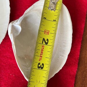 Sea Clam Shells-medium (6) - Etsy