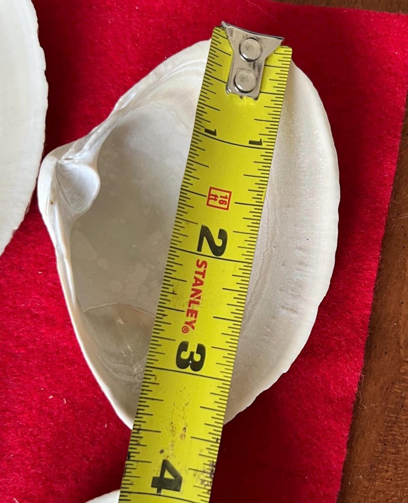 Sea Clam Shells-medium (6) - Etsy