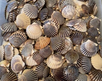 25 Assorted 2 and Under Cape Cod Scallop Shells All - Etsy