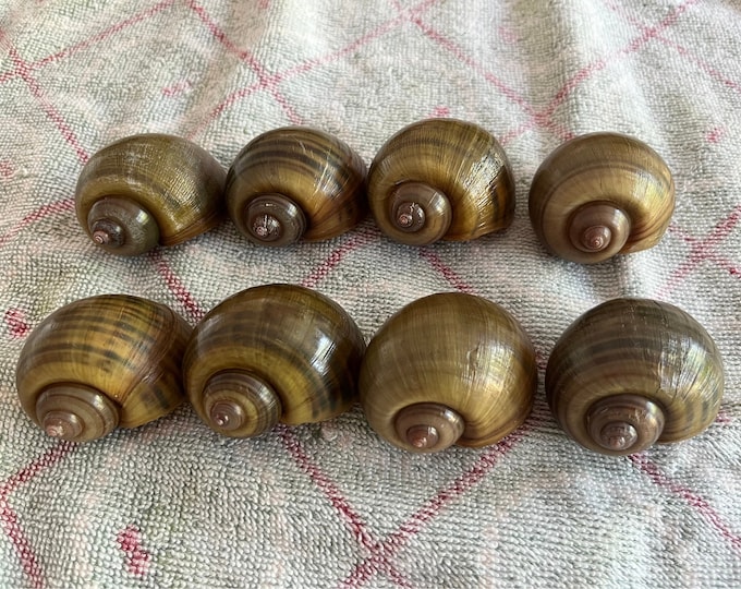 8 Apple Snail Shells - Etsy