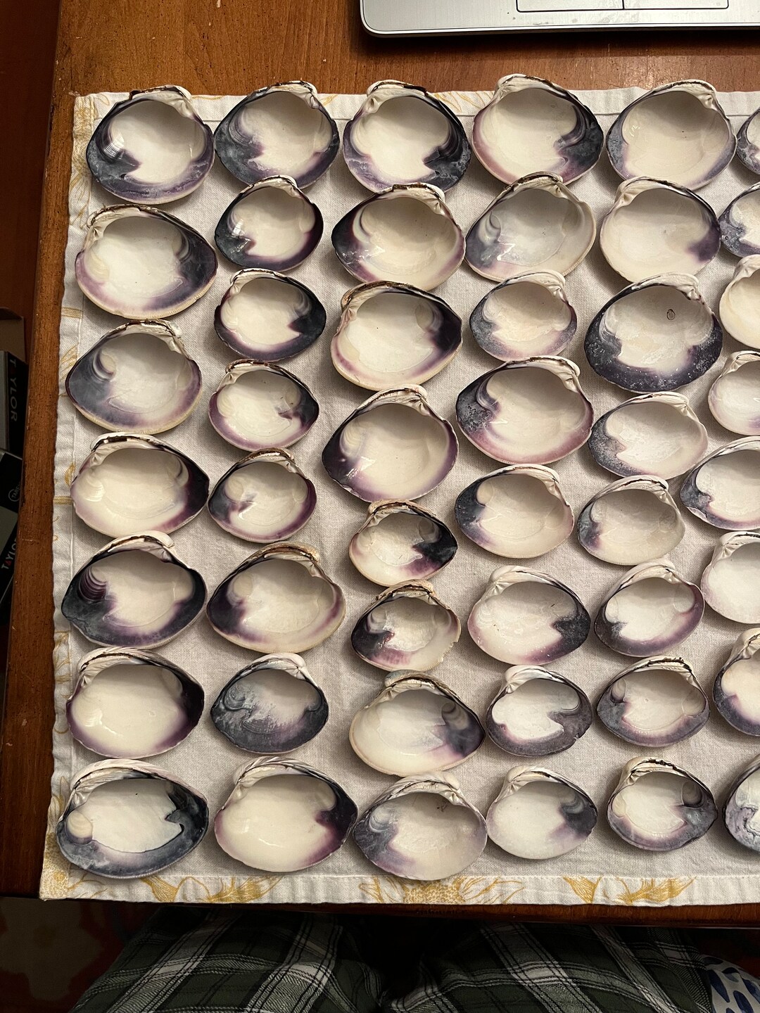 10 Wampum Shells (2-3" Wide) - Etsy