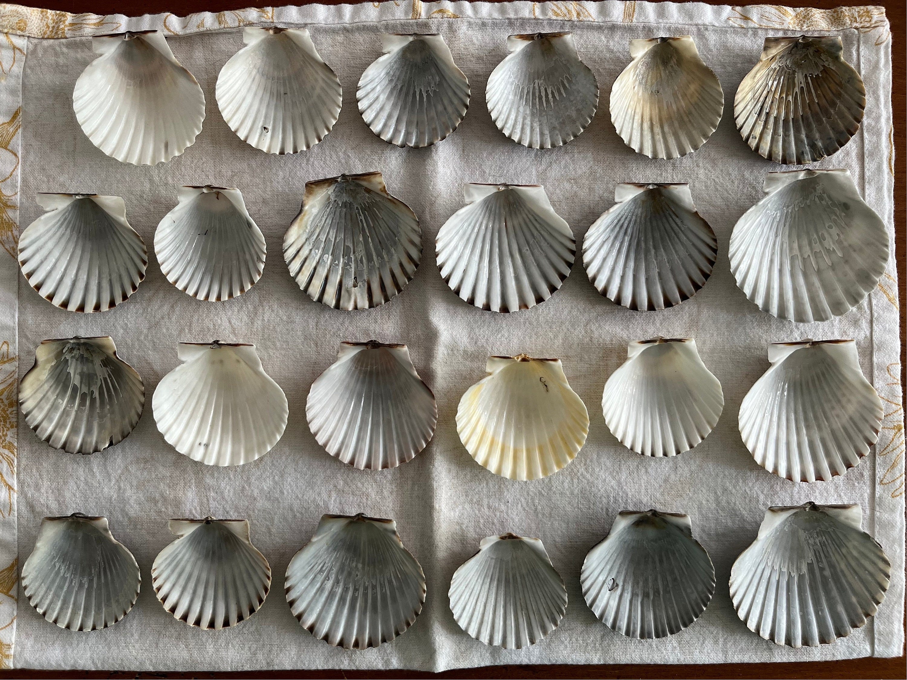 25 Assorted 2-3 All Natural Scallop Shells - Etsy